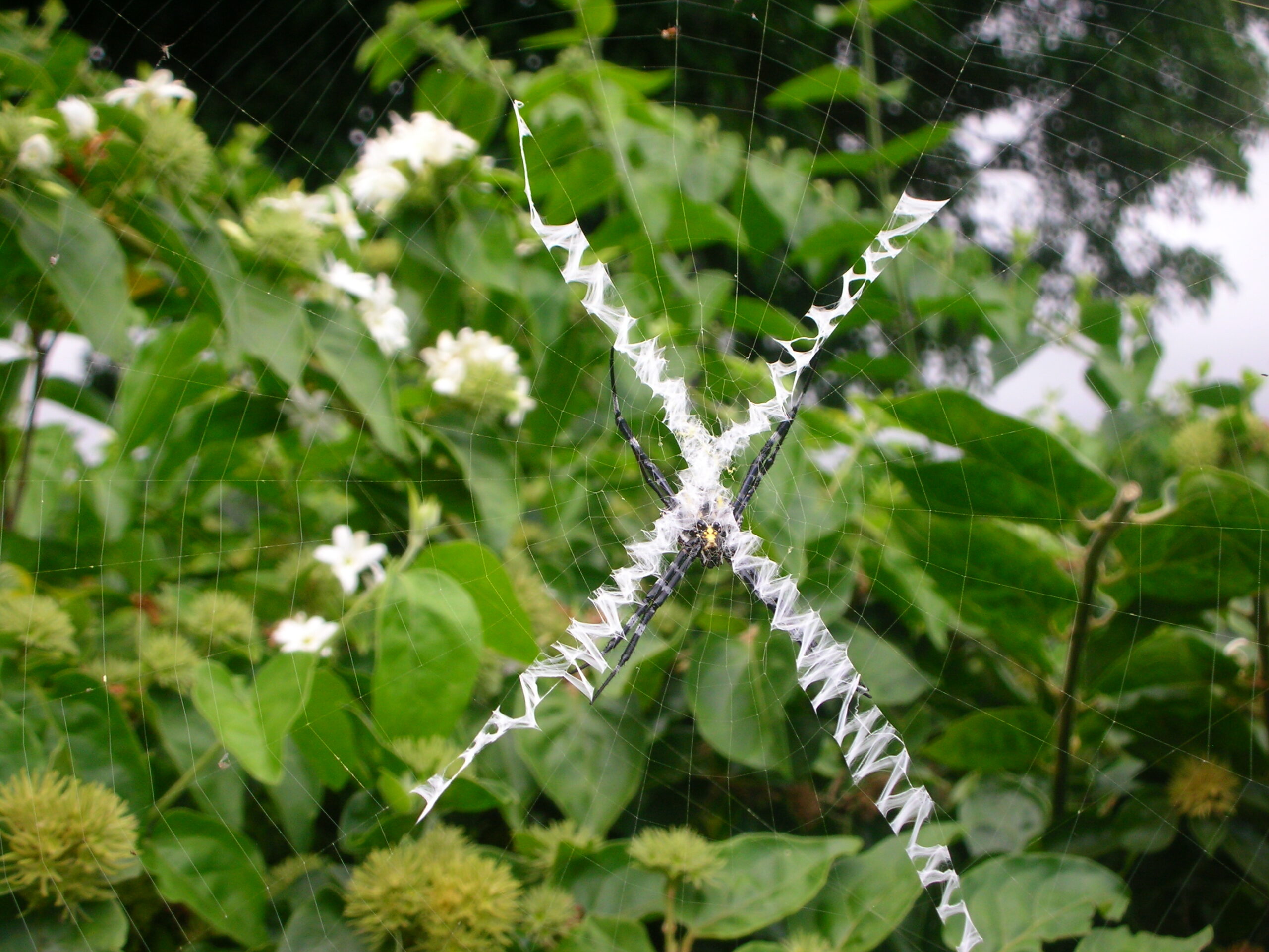 CRAB vs CANE SPIDERS (PART 2) - Lorraine Brodek